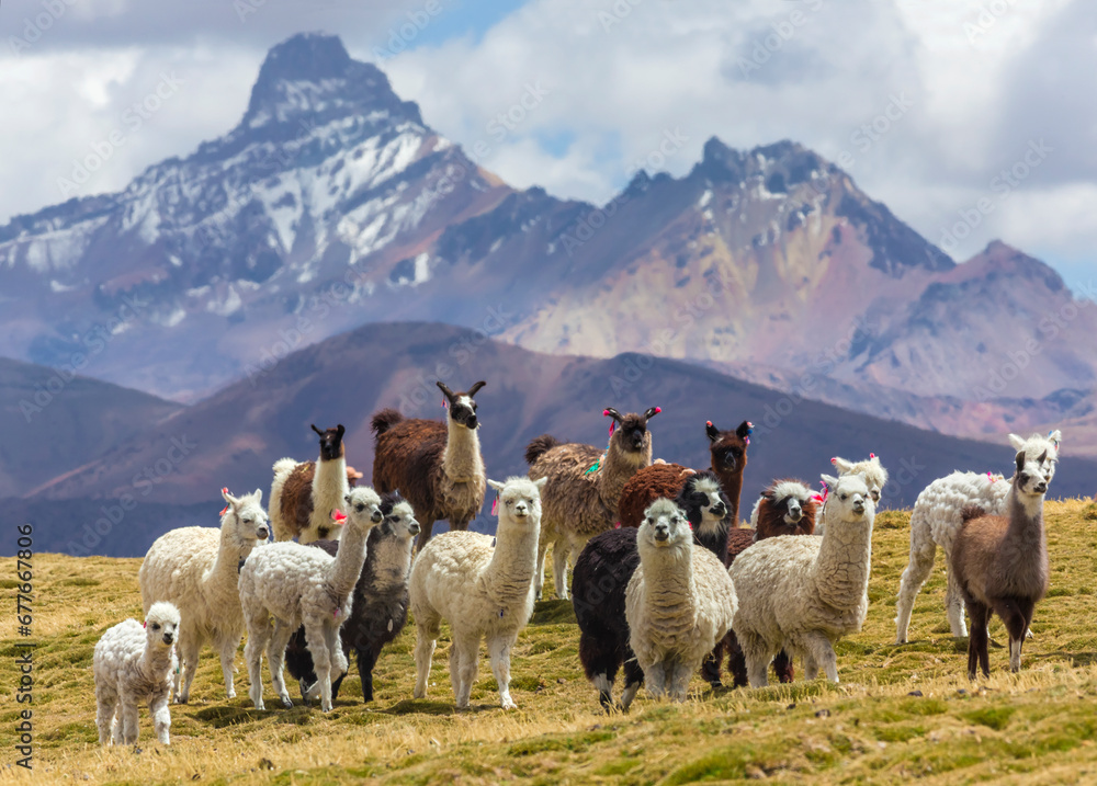 View of Alpaca animals in front of Nevado Sajama, an extinct ...
