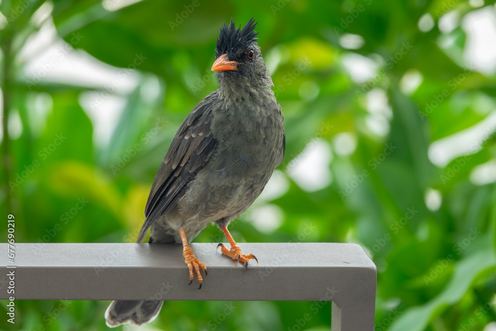 Seychelles bulbul (Hypsipetes crassirostris) also called black bulbul ...