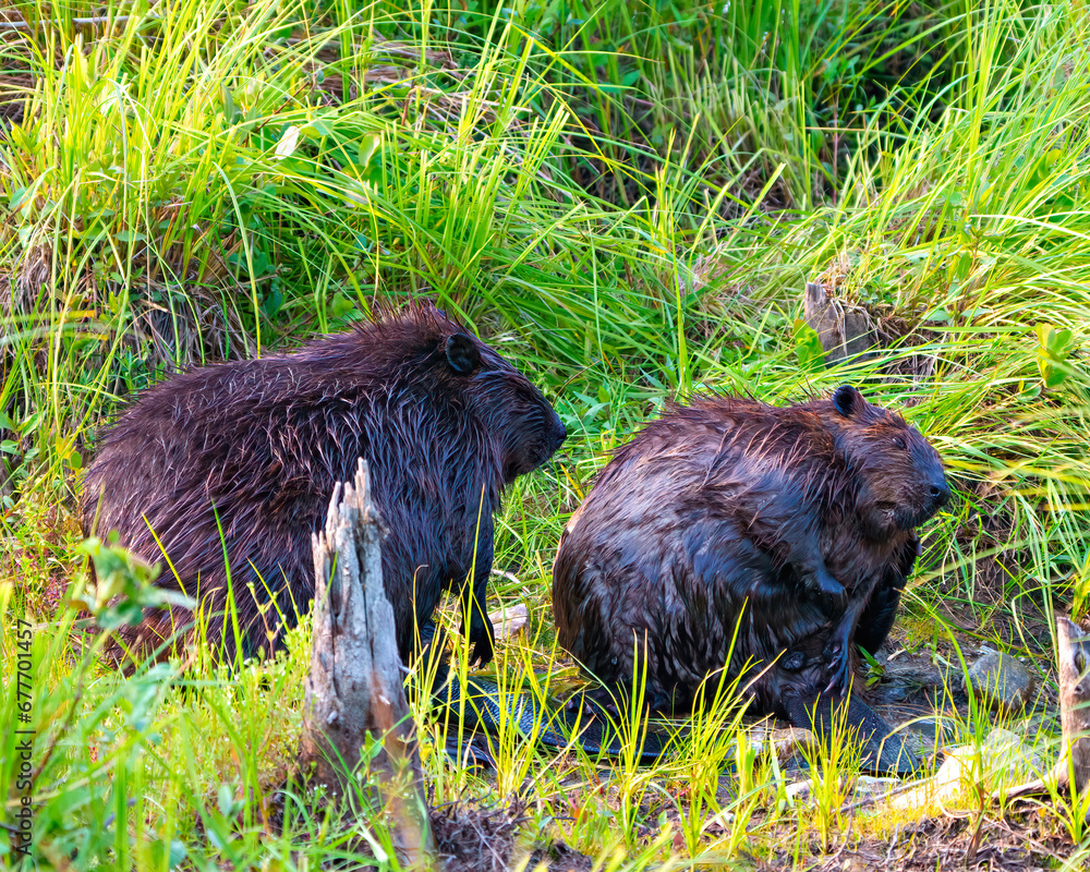 Beaver Photo and Image. Couple grooming each other while displaying ...