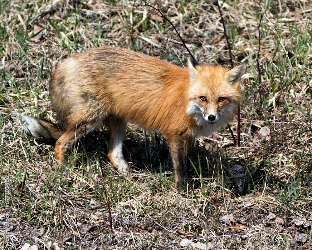 Red Fox Photo Stock. Fox Image. Close-up profile side view in the ...