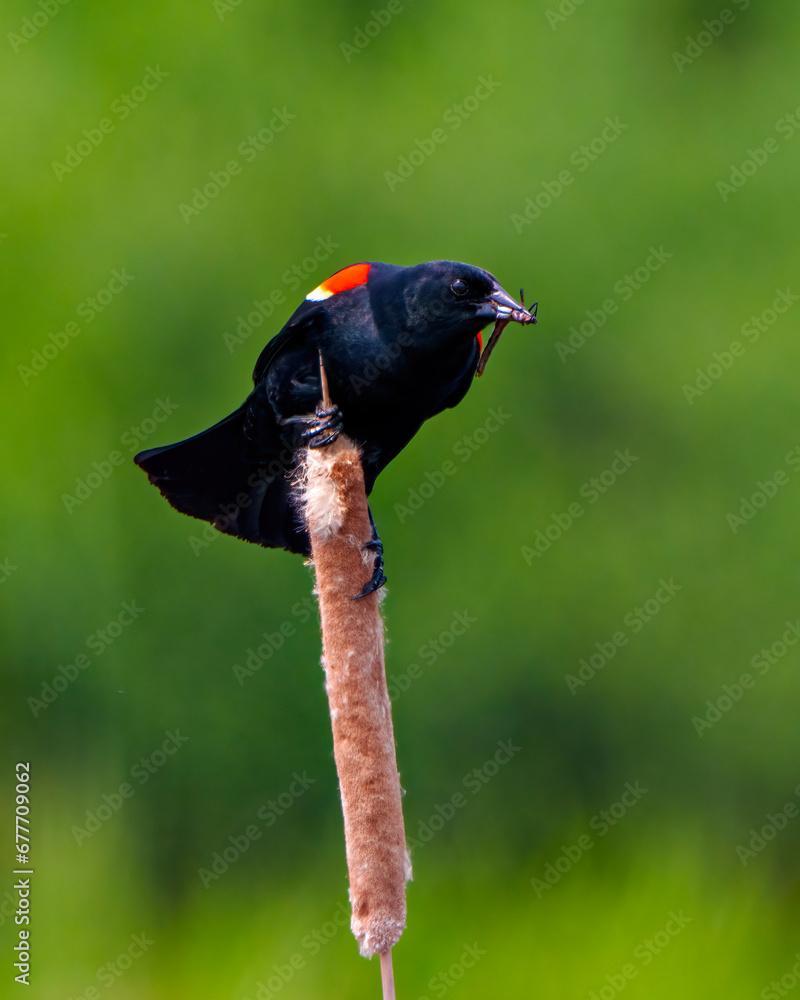 Red-Winged Blackbird Photo and Image. Close-up front view, with a ...