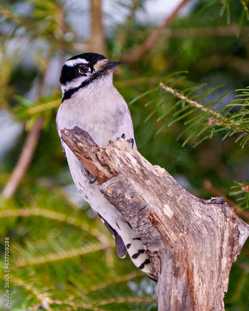Woodpecker Photo and Image. female close up front view gripping to a ...
