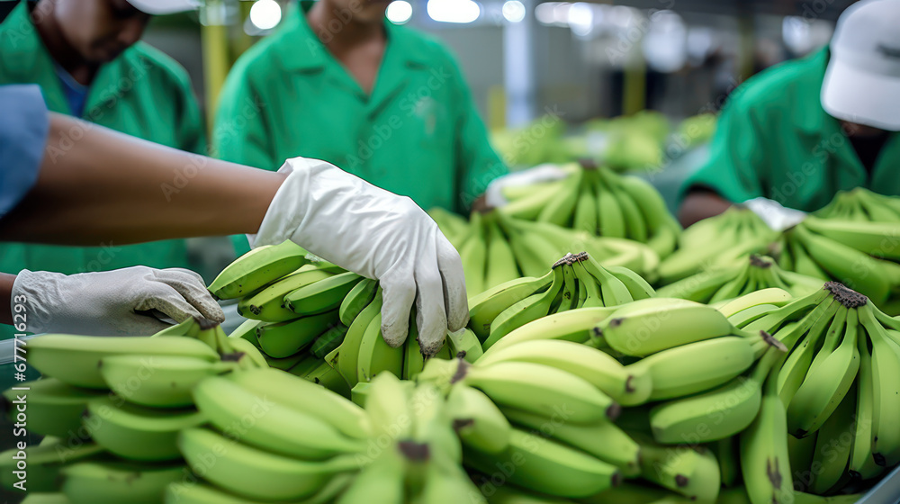 Employees, workers selecting bananas, checking condition and dividing ...