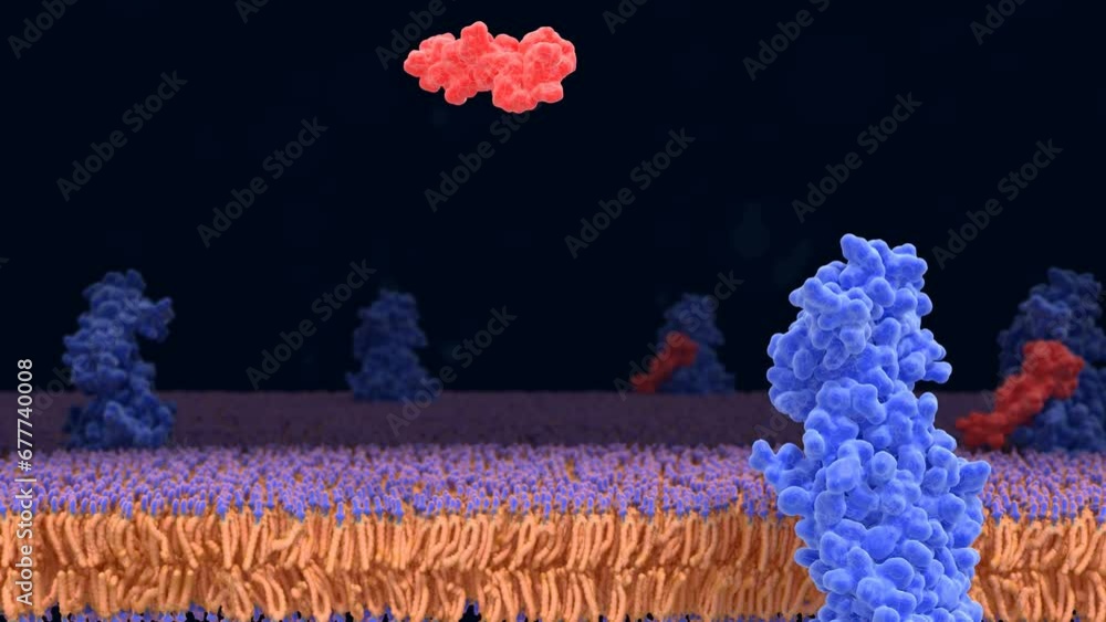 Semaglutide activating the GLP-1 receptor, leading to an activated ...