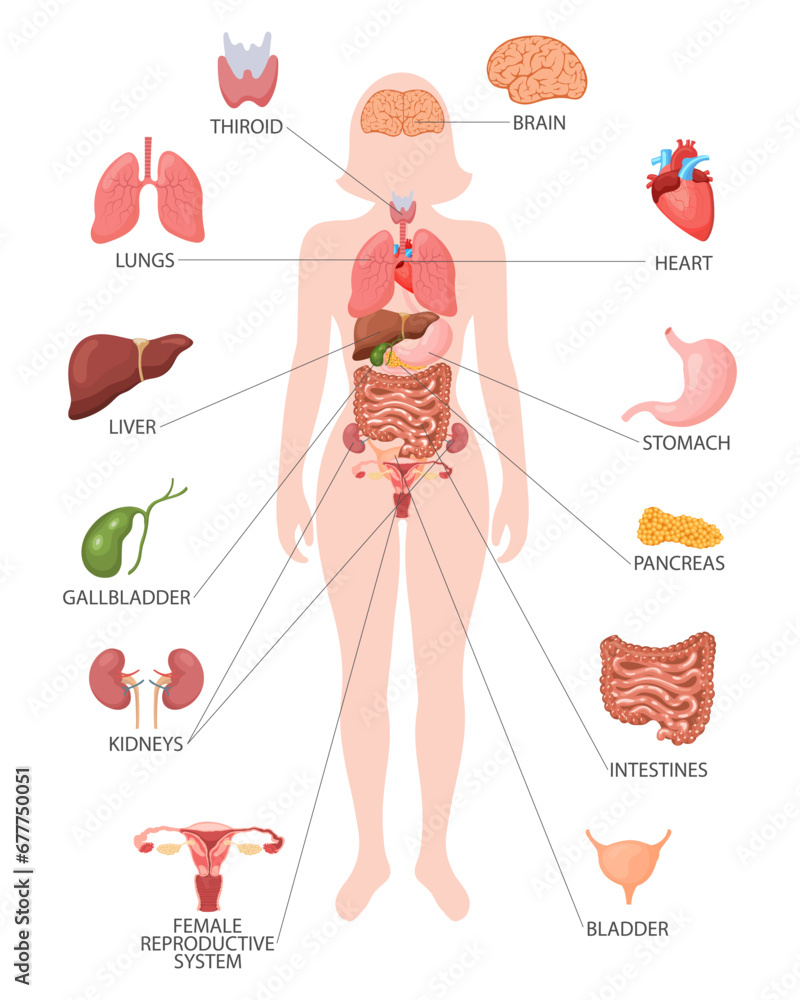 Human anatomy concept. Infographic poster with the internal organs of ...