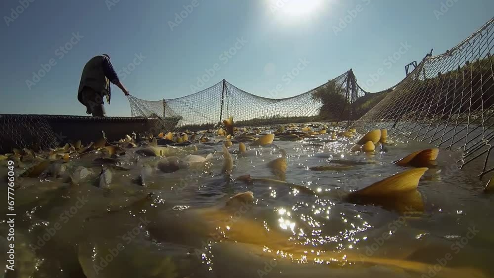 Freshwater Aquaculture - Common Carp Harvesting. Fisherman Pulling a ...