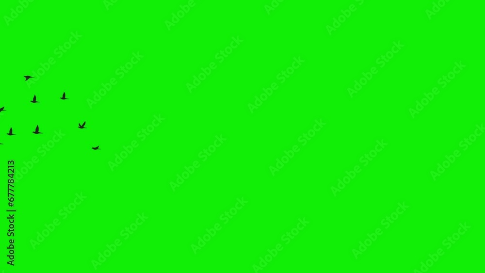 2d Flock of bird flying sky vertical green screen animation 4k Stock ...