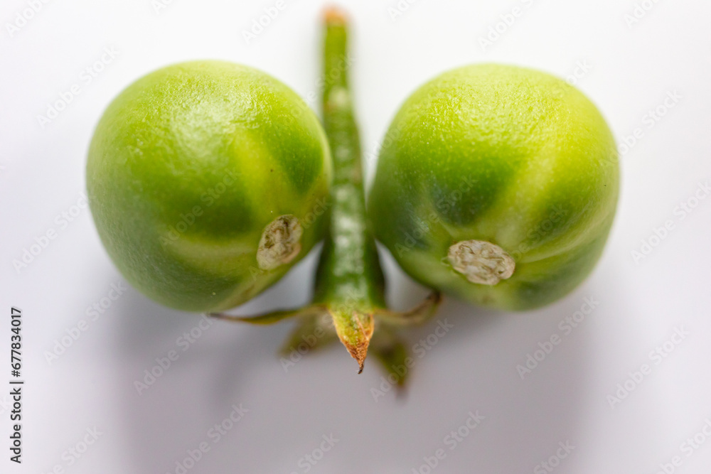 Macro photo of "Solanum torvum", also known as jurubeba, pendejera ...