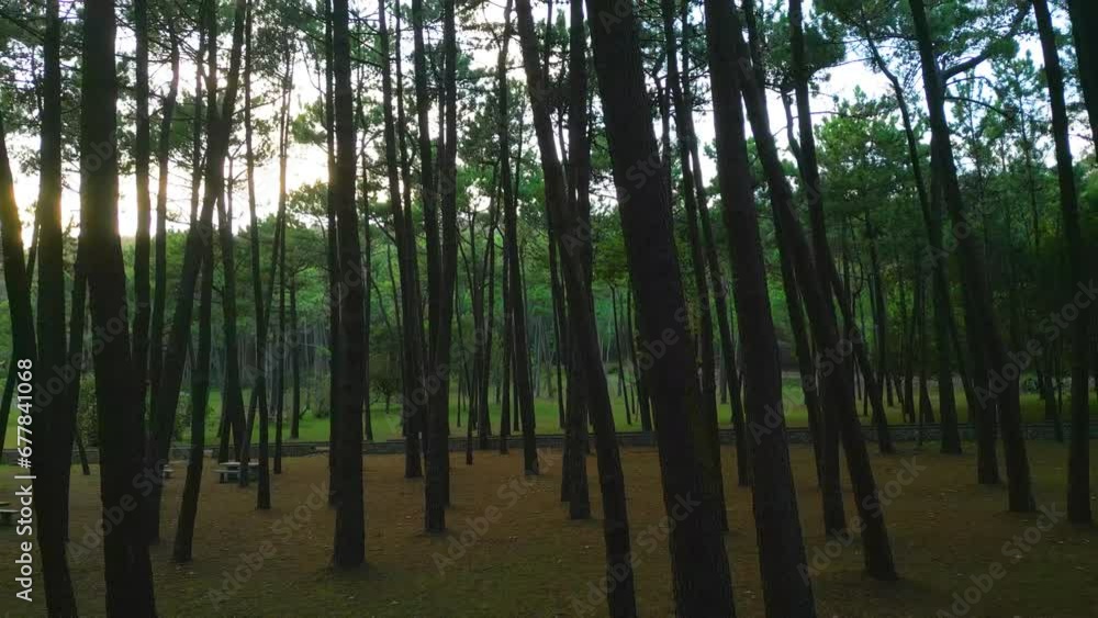 Empty Nature Park With Towering Trees. Quiet Scene In The Woods. dolly ...