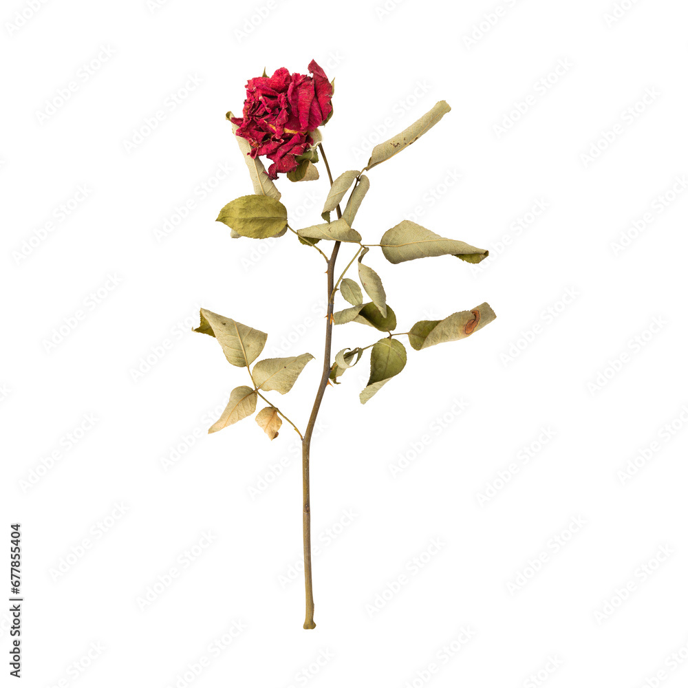 Dry dead rose flower stem isolated on transparent background Stock ...