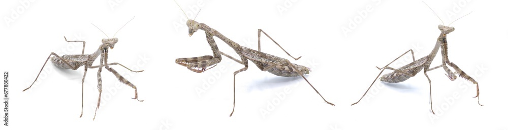 Carolina Mantis - Stagmomantis carolina - a type of praying preying ...