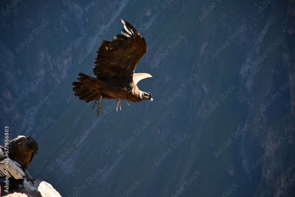 Condors in Colca Canyon - Valley of condors in Peru Stock Photo | Adobe ...
