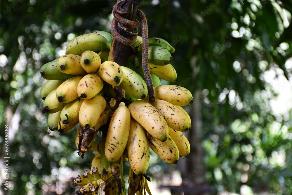 Banana fruits and plant at farm in Amazonas (Peru) Stock Photo | Adobe ...