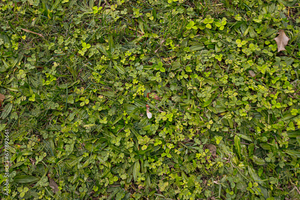 High-resolution meadow texture, offering a versatile and organic ...