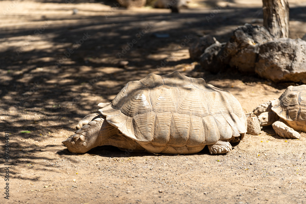 African spurred tortoise (Centrochelys sulcata), also called the ...