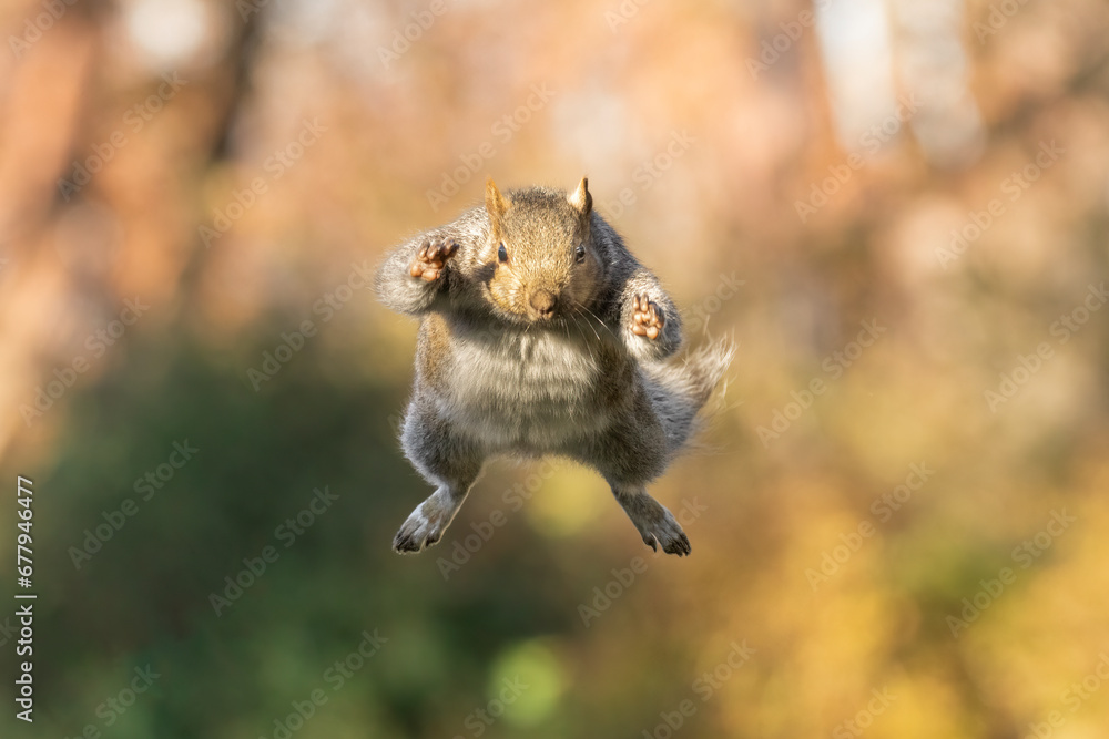 Superman Pose Gray Squirrel (Sciurus carolinensis). Small North ...