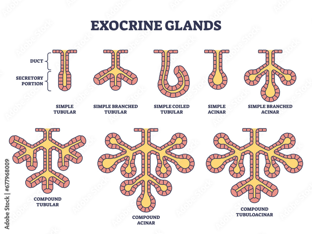 Fotografia Exocrine glands structure for anatomical secrete substances ... Fotografia Exocrine glands structure for anatomical secrete substances ...