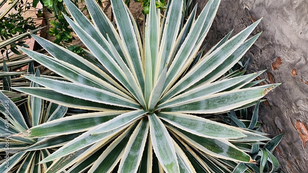 Agave plant. Agave Angudttifolia. Desert Plants. Agave Plant In Dark ...
