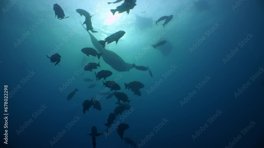Underwater shot looking up towards sun as fish and Manta Ray swim down ...