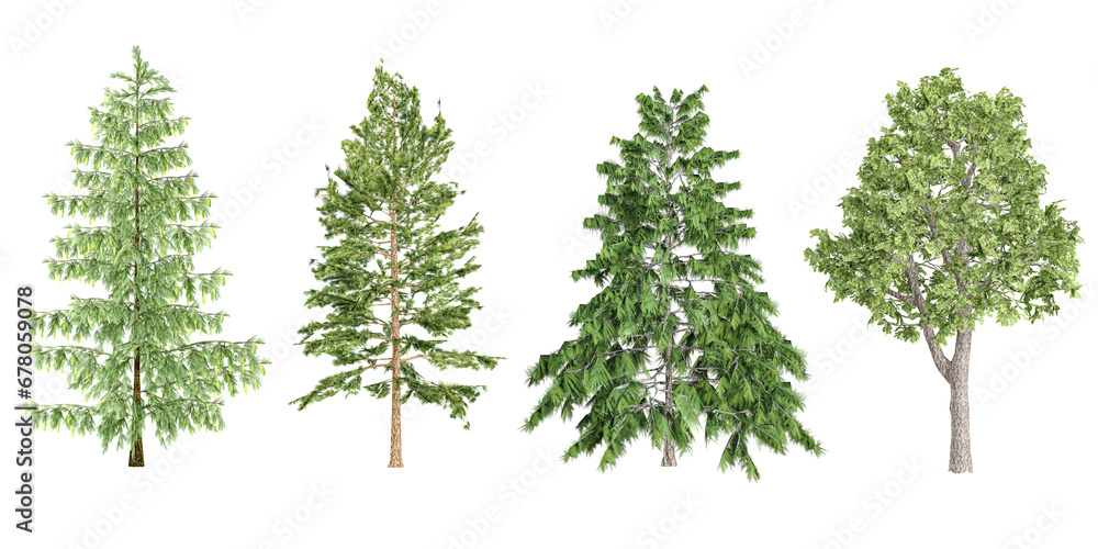 photorealistic 3D rendering of Pinus,Pinus Strobus,Cedrus deodara,Acer ...