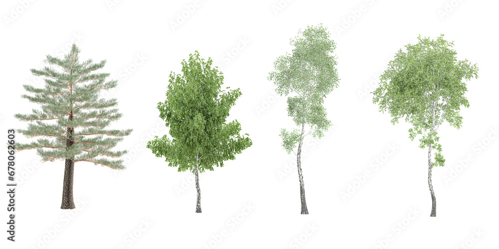 Silver birch,Alder trees with transparent background, 3D rendering, for ...