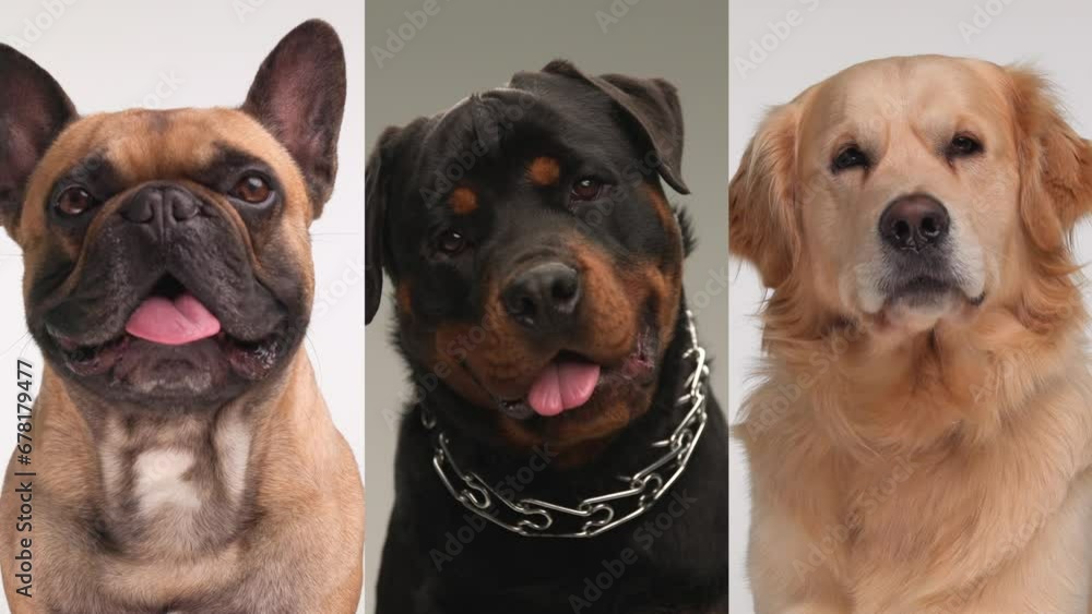 montage of French bulldog, rottweiler and golden retriever dog looking ...