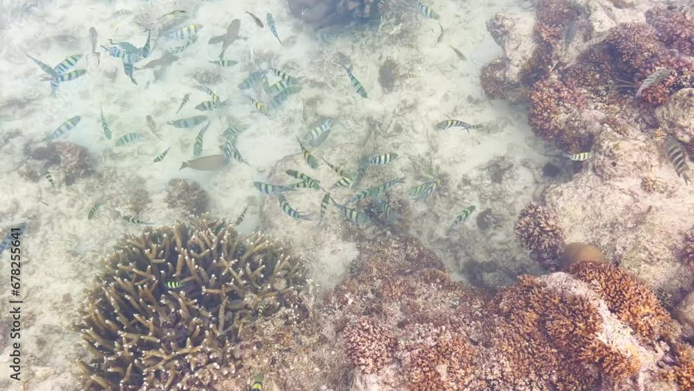 coral reef in the sea rock formation, natural rock formation corals and ...