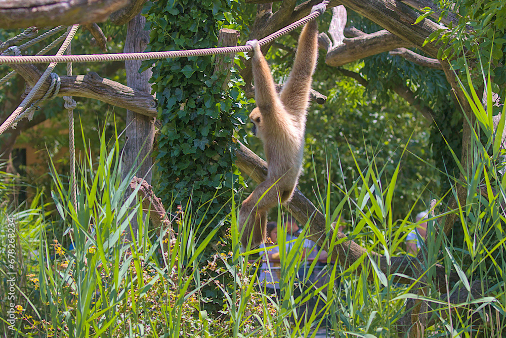 A large ape-like gibbon hangs prostrate on a tree, holding onto a rope ...