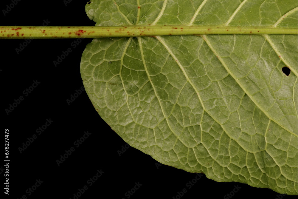 Broad-Leaved Dock (Rumex obtusifolius subsp. obtusifolius). Basal Leaf ...