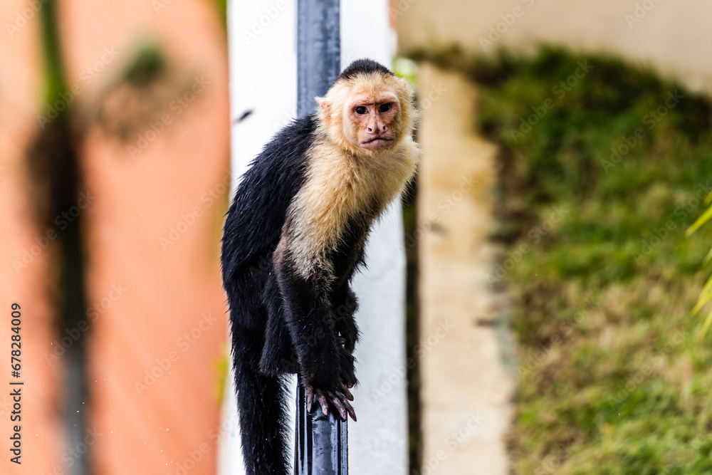 Capuchin Monkey at Parador Resort and Spa Manuel Antonio Costa Rica ...