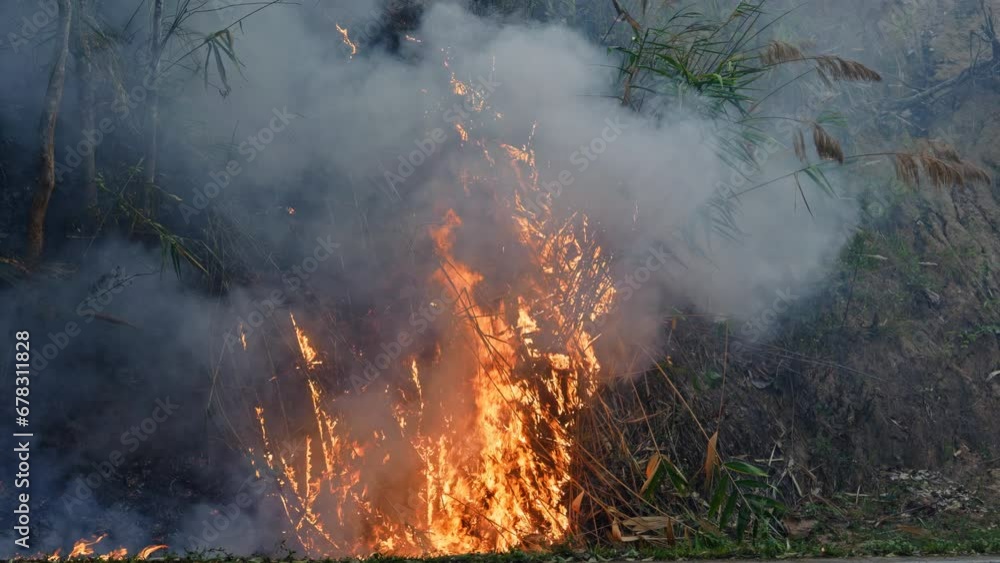 Ground fire: Forest during the dry season, ground fires cause ...