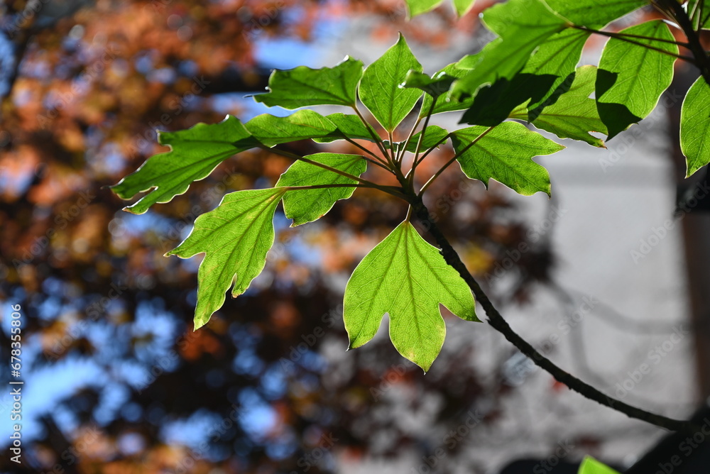 Dendropanax trifidus tree. Arariaceae evergreen tree. The leaves of ...