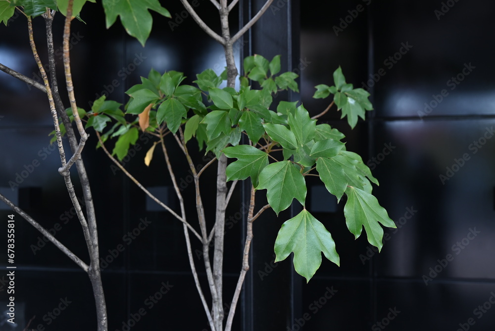 Dendropanax trifidus tree. Arariaceae evergreen tree. The leaves of ...
