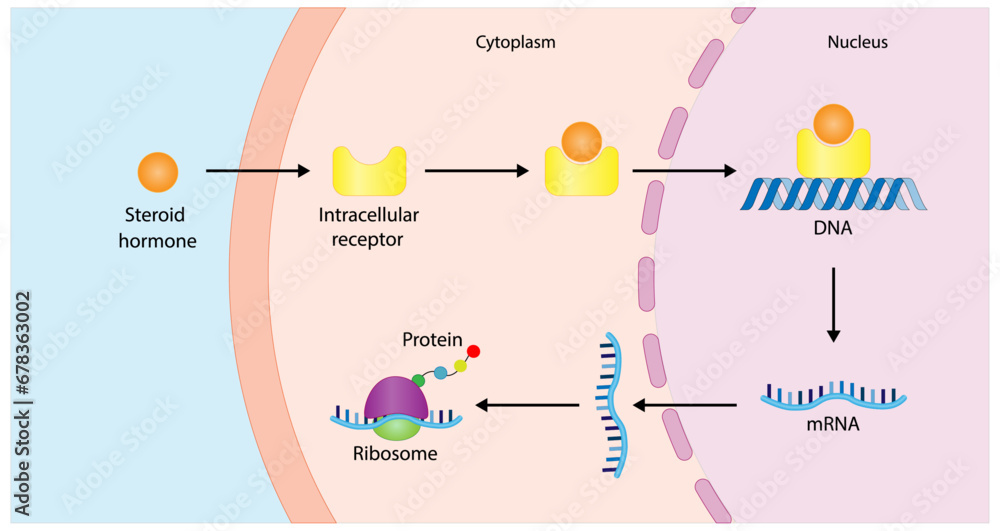 Steroid hormones mechanism of action. Steroids Bind to an intracellular ... Steroid hormones mechanism of action. Steroids Bind to an intracellular ...