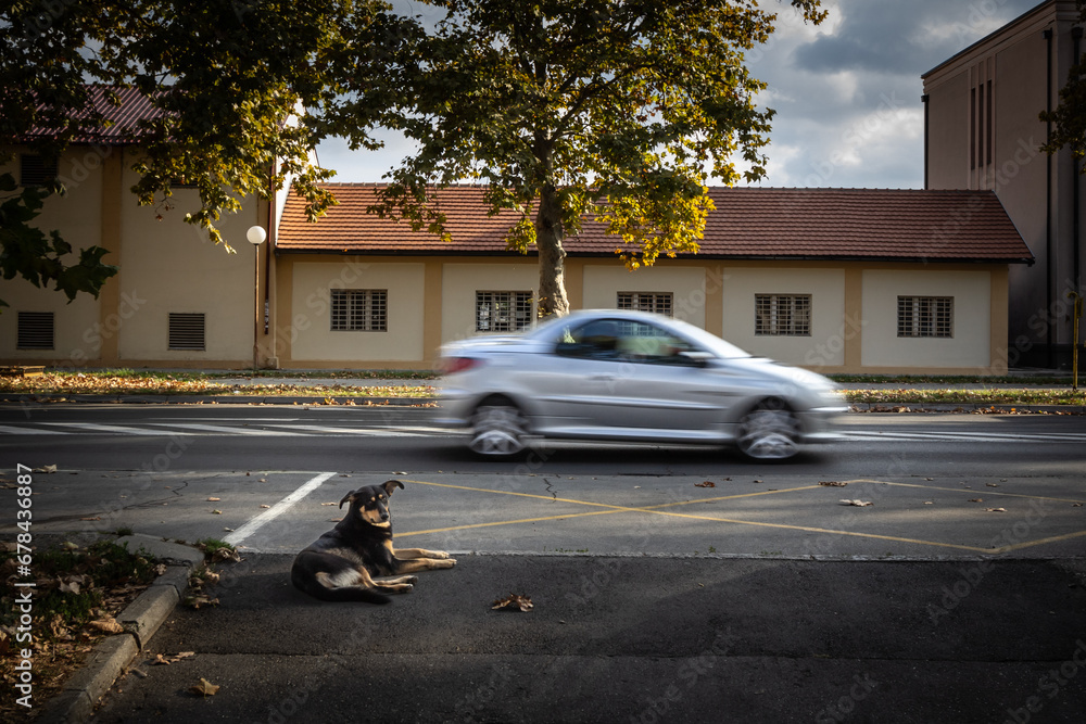 Selective blur on a lutalica, a typical serbian stray dog stray dog ...