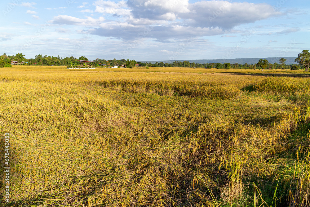 Rice fields where the rice plants are lying down from the strong winds ...