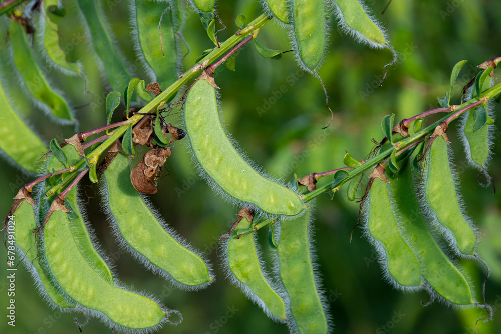 A close up image of several green seed pods of an invasive species of ...