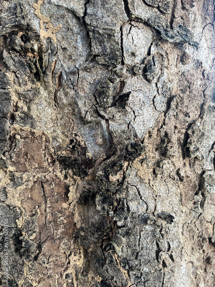 Wood bark texture of tree trunk background with termite sand ...