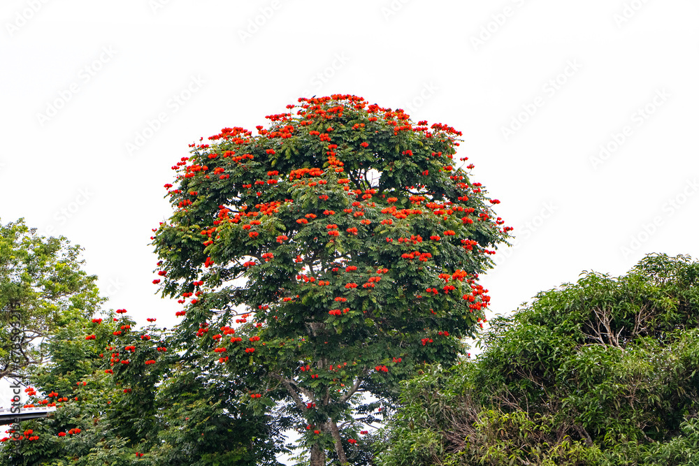 Spathodea campanulata middle of valley, commonly known as African tulip ...