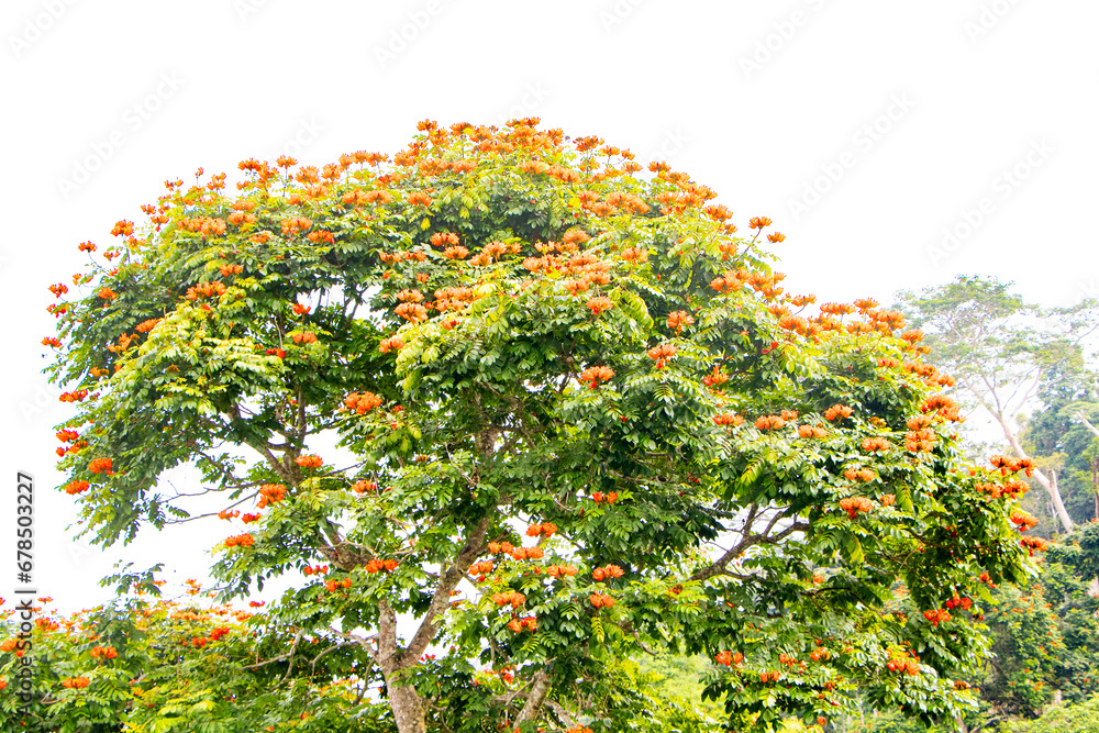 Spathodea campanulata, commonly known as the African tulip tree with ...