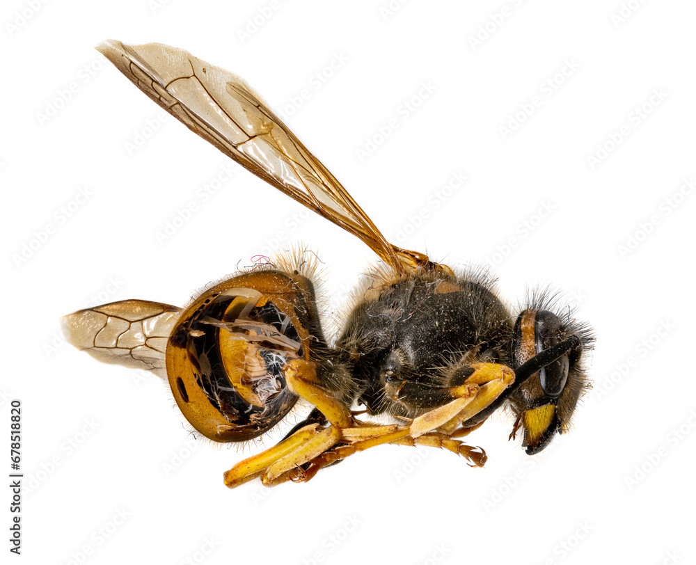 Dead wasp lies curled up on its side with its rump open Stock Photo ...