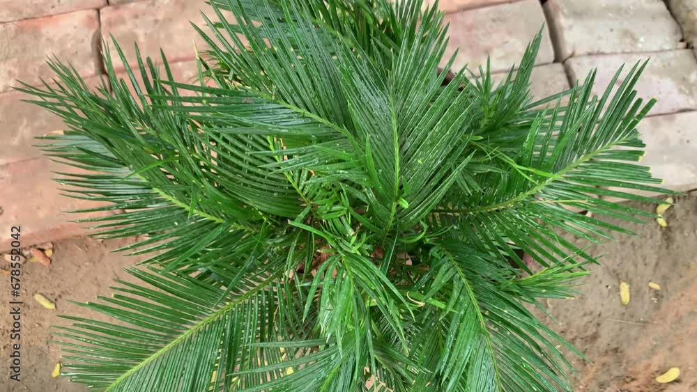 Cycad Plant. Cycas Plant. Fresh green cycad plants in the garden. sago ...