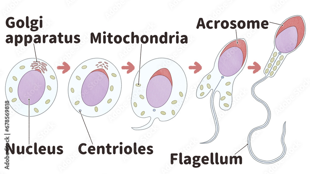 Explain spermatogenesis with labelled diagram PNG Stock Illustration ...