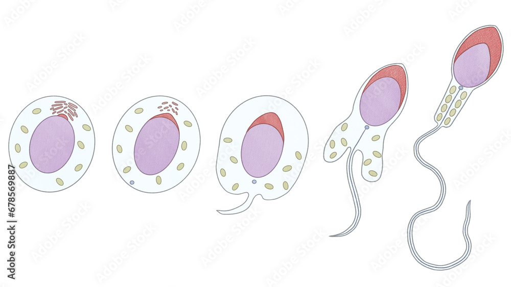 Spermatogenesis diagram; Human sperm development PNG Stock Illustration ...