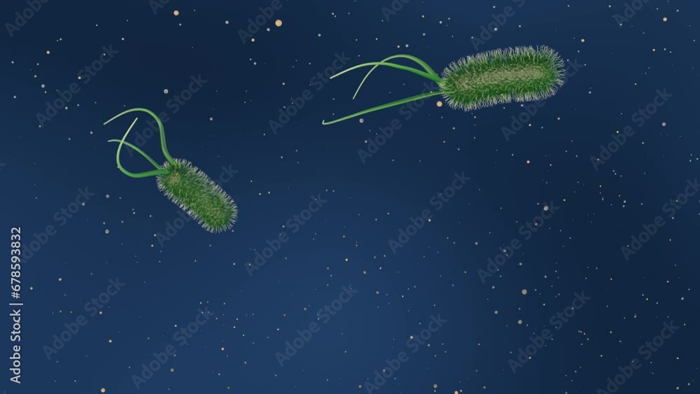 A 3D animation of Escherichia coli, commonly known as E. coli ...