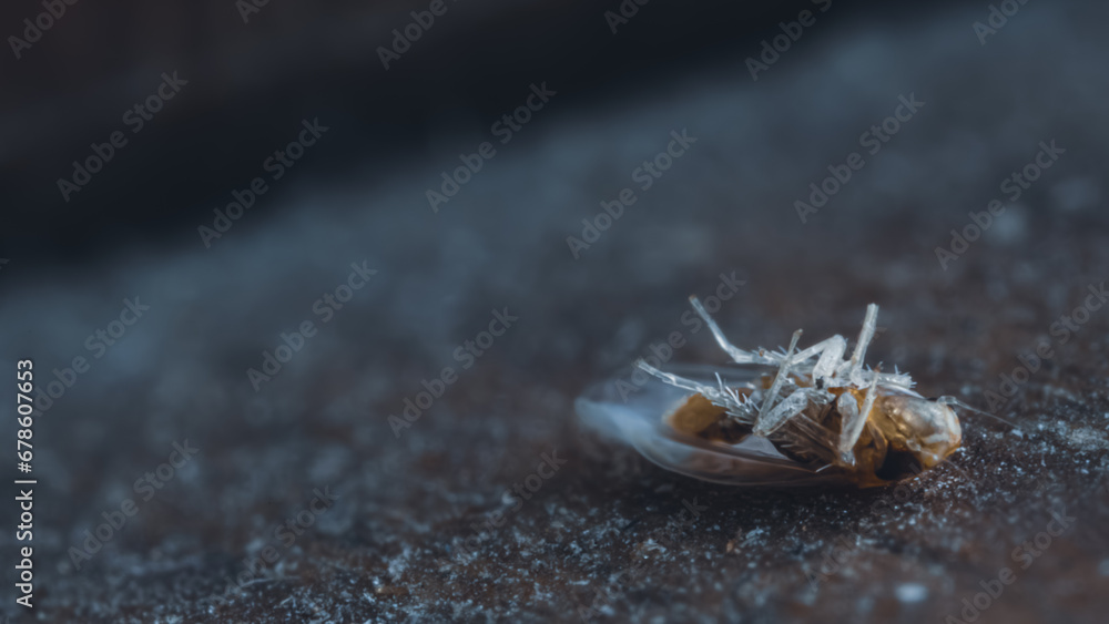 Macro photo of a dead insect. Tiny cockroach lifeless on the ground ...