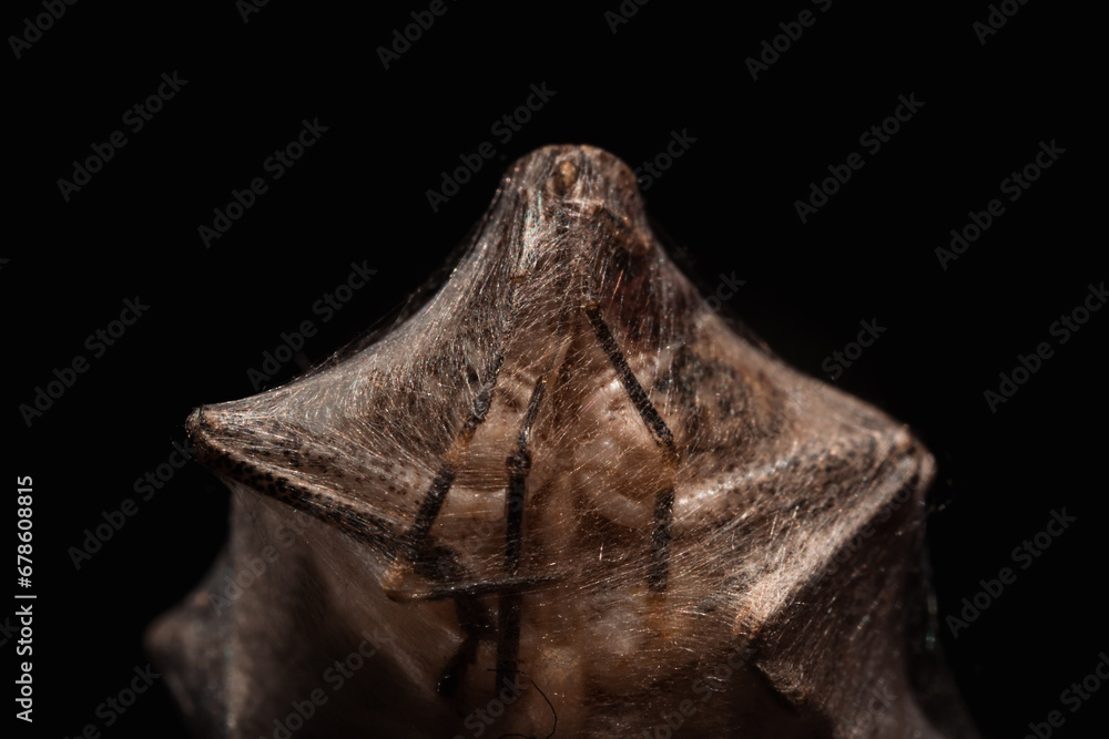 Large bed bug wrapped in a spider's web. Dead insect drained by a big ...