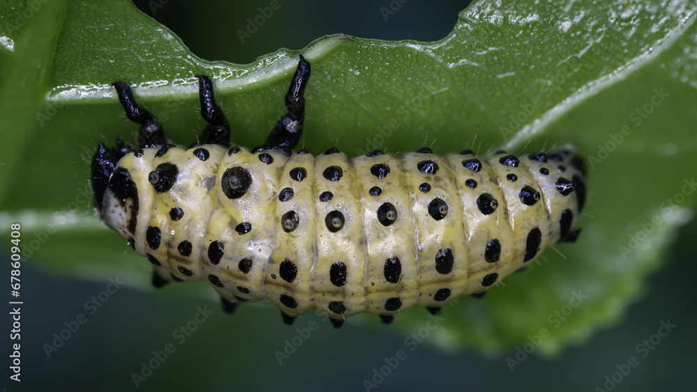 Psyllobora vigintiduopunctata, large ladybug larva. Yellow bug with ...