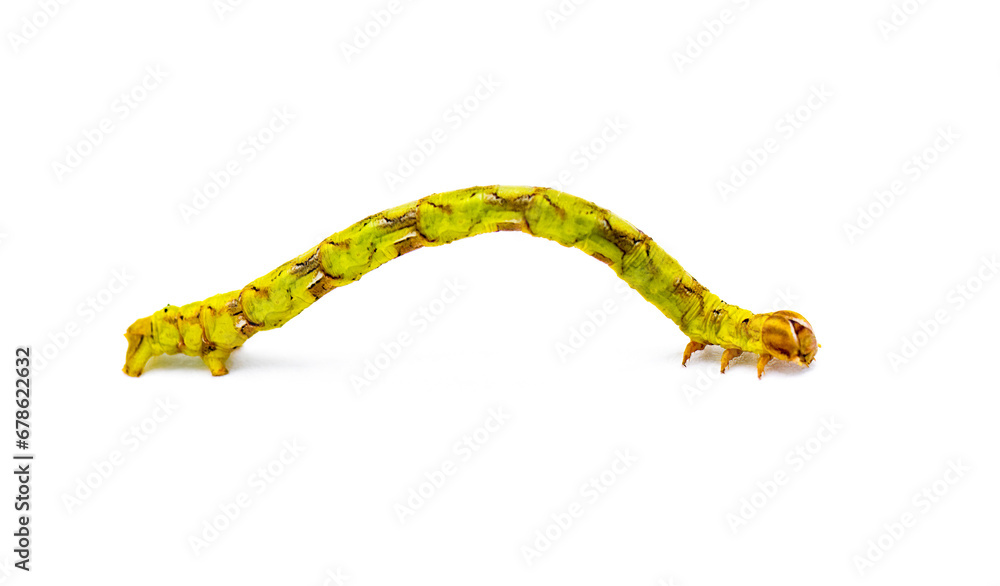 Geometer moth caterpillar looper inchworm - juniper twig geometer moth ...