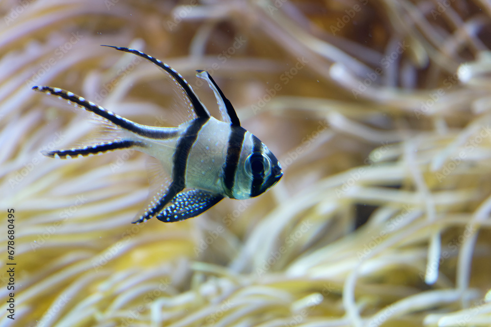 Banggai cardinalfish isolated on algae background. Tropical Pterapogon ...